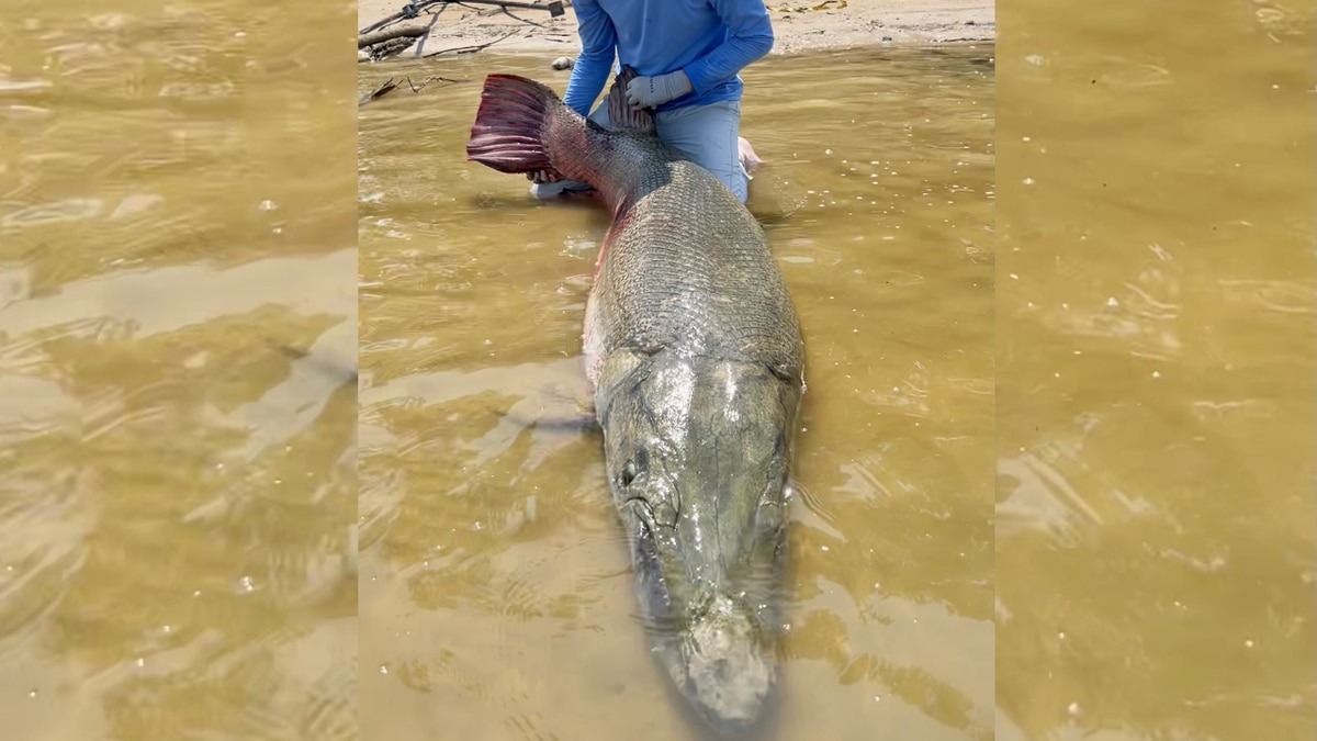 Texas News: World Record Alligator Gar Caught on Sam Rayburn Lake